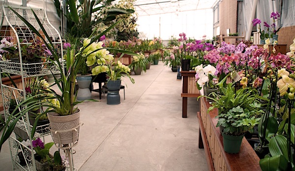 Westerlay Orchids - Westerlay Orchids