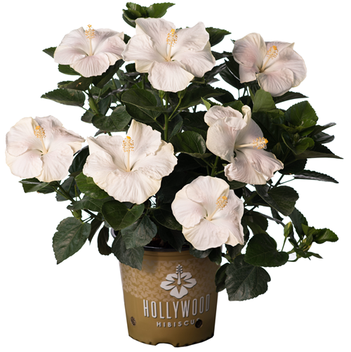 J. Berry Nursery - J. Berry Nursery -- Innovative flowering shrubs