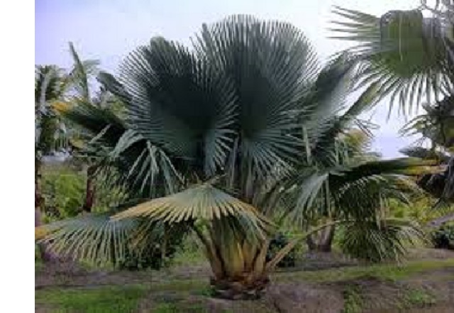 Signature Trees & Palms